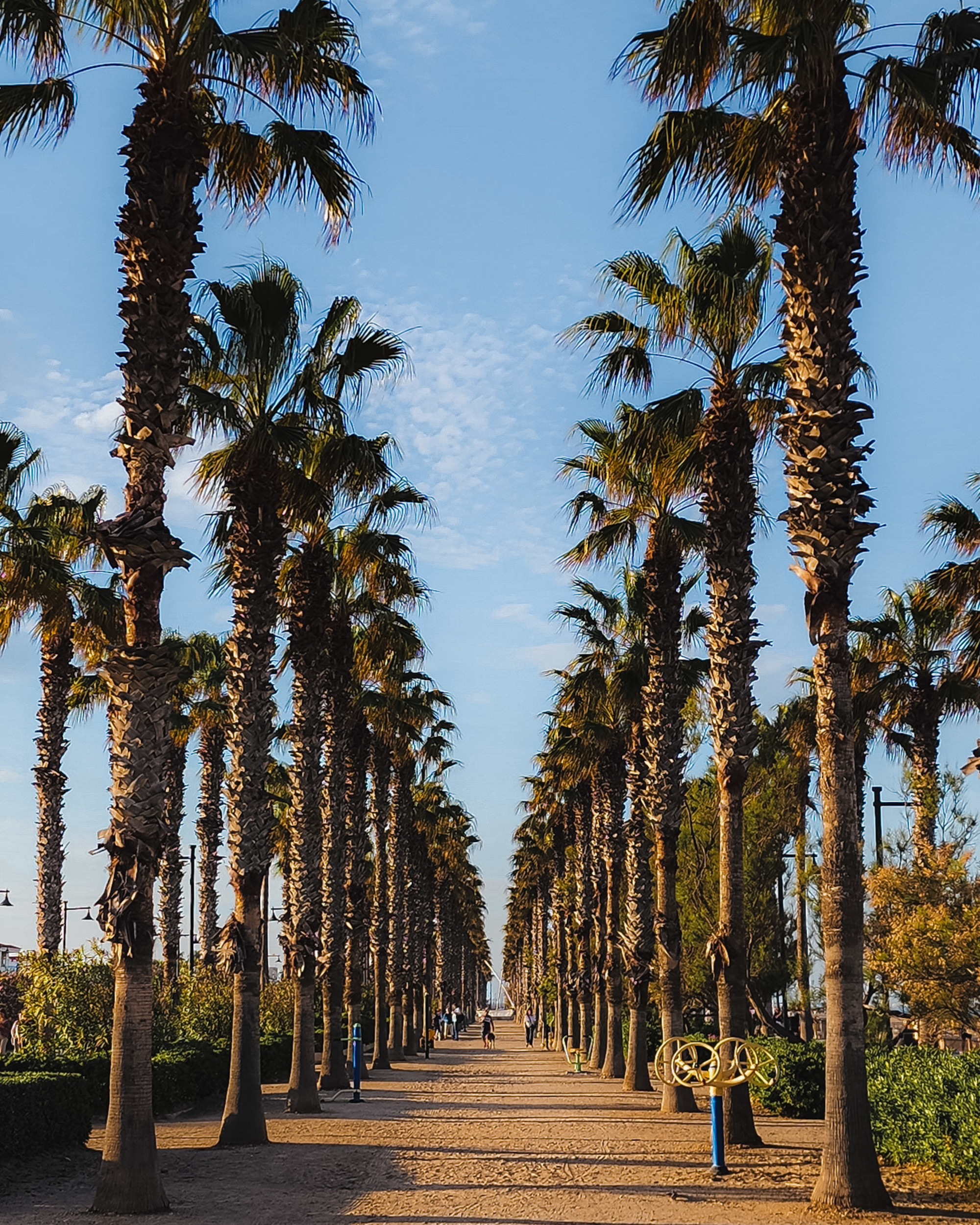 tree lined promenade