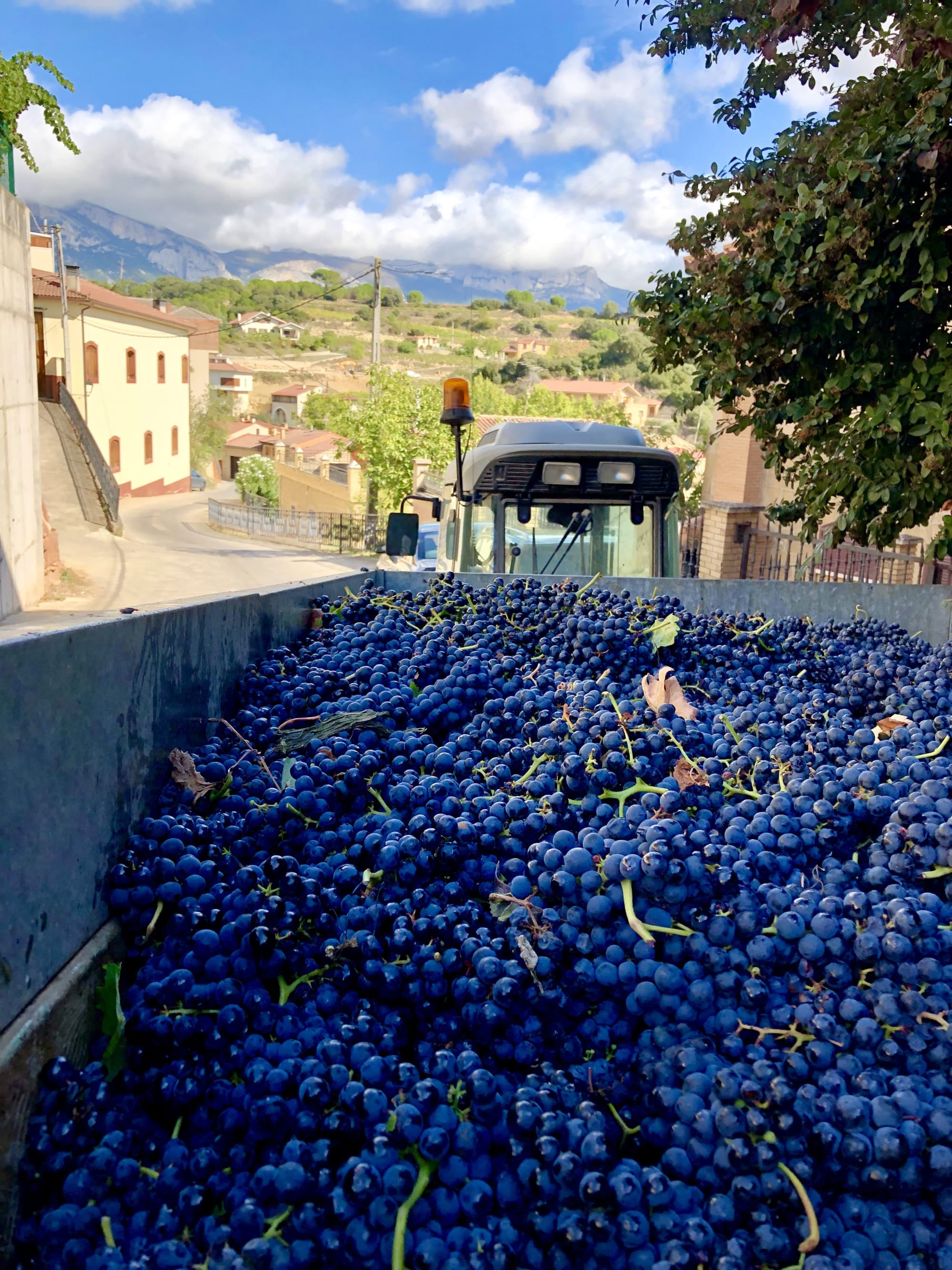 Basquing in Walks and Wine Highlights of Spain and France’s Basque Region