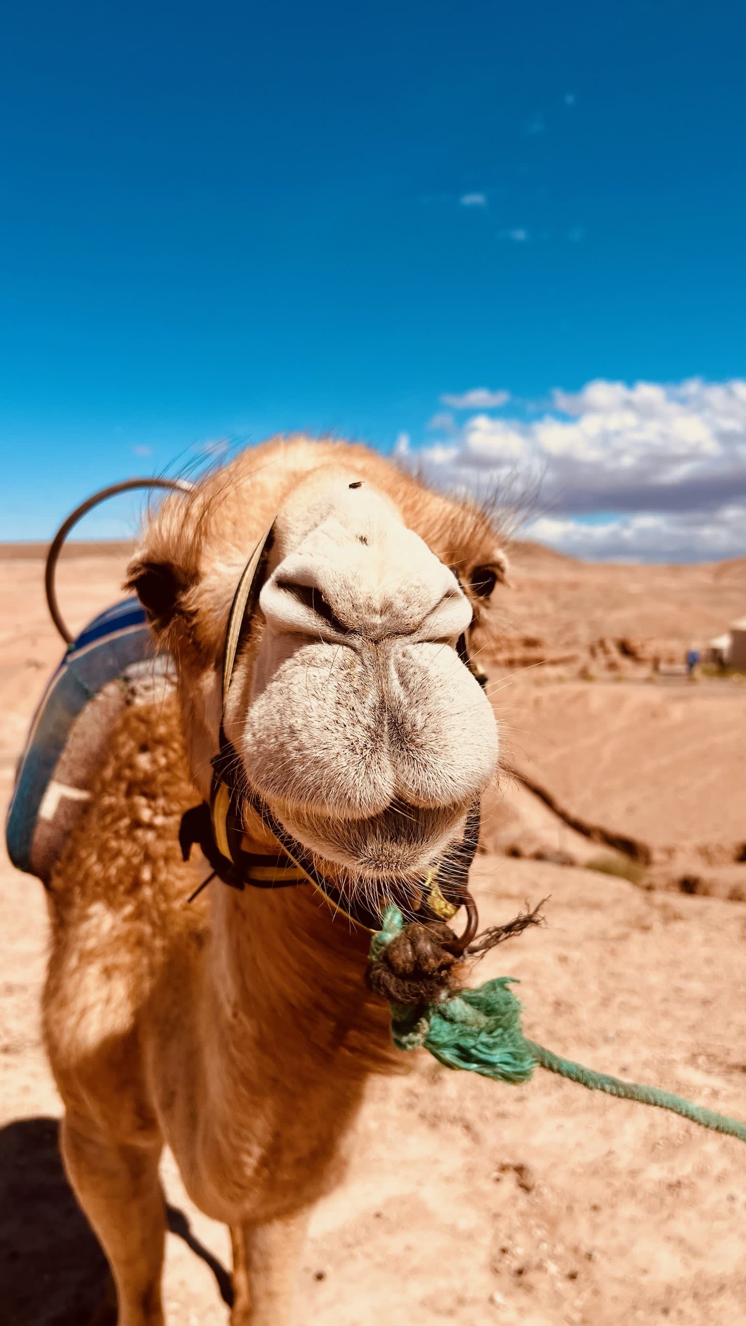 Patricia Caruso | Fora Travel