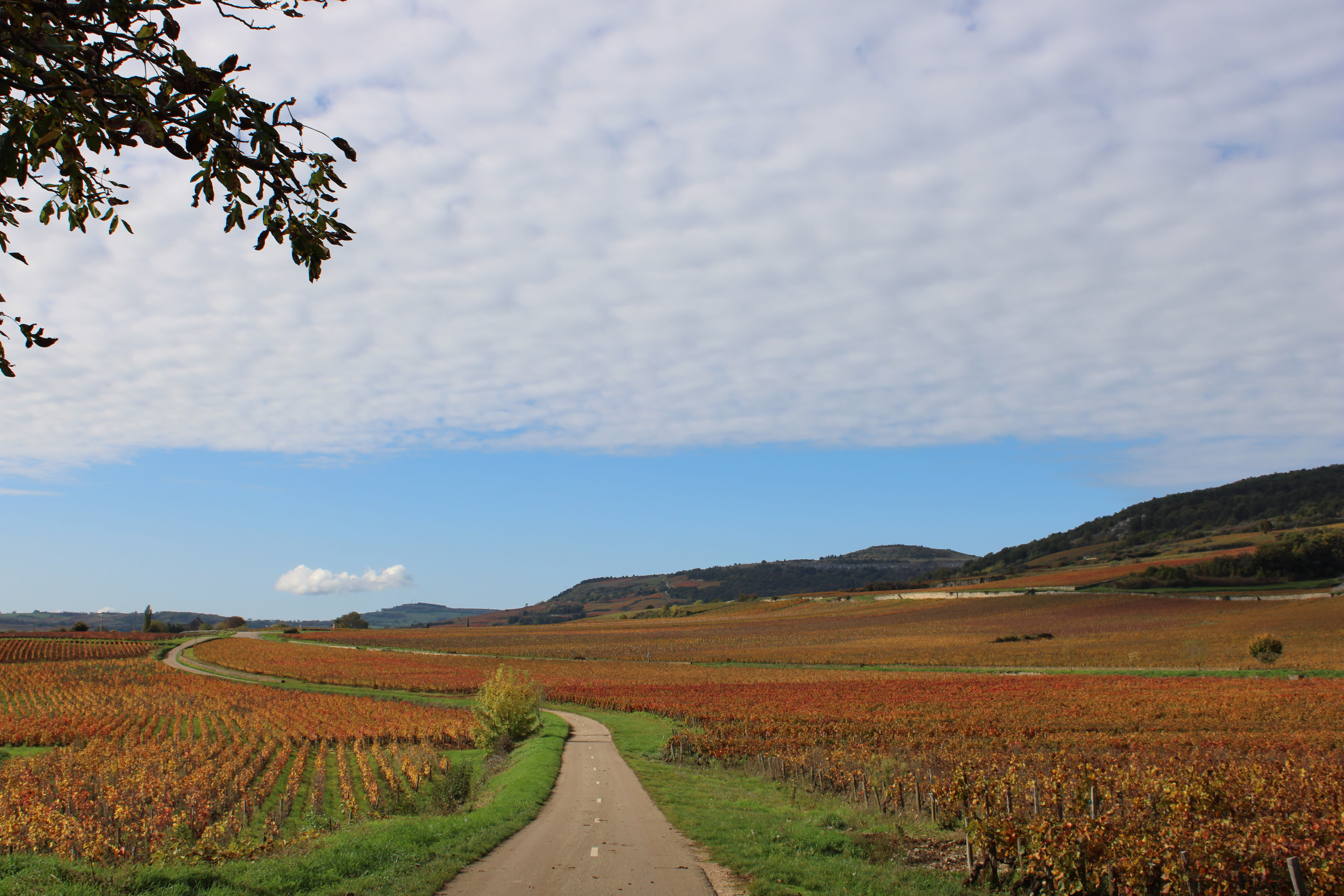 FAM Report on Domaine de Cromey