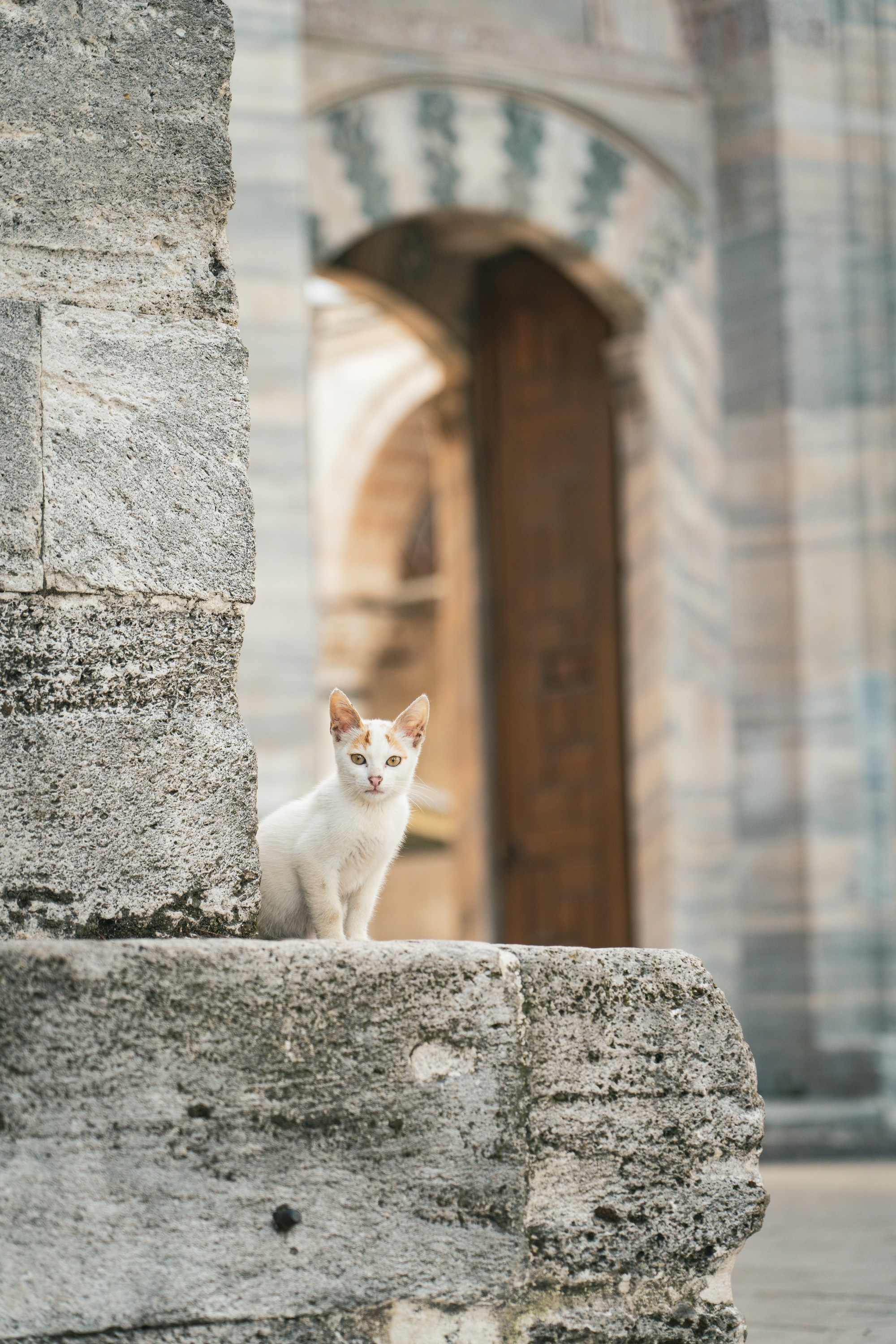 Exploring Istanbul: The Ultimate Guide for Cat Lovers