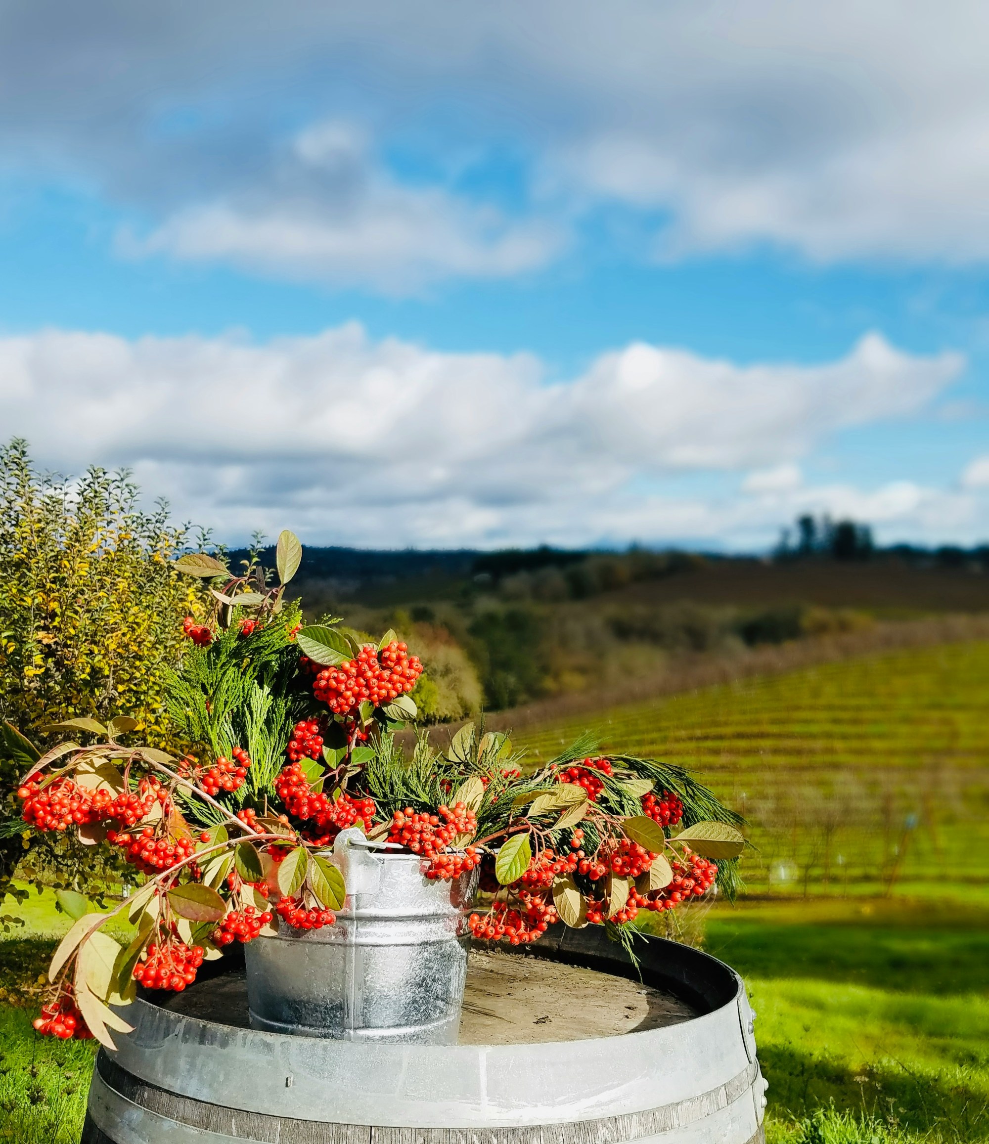 Like a Local: Your Guide to Sonoma Valley