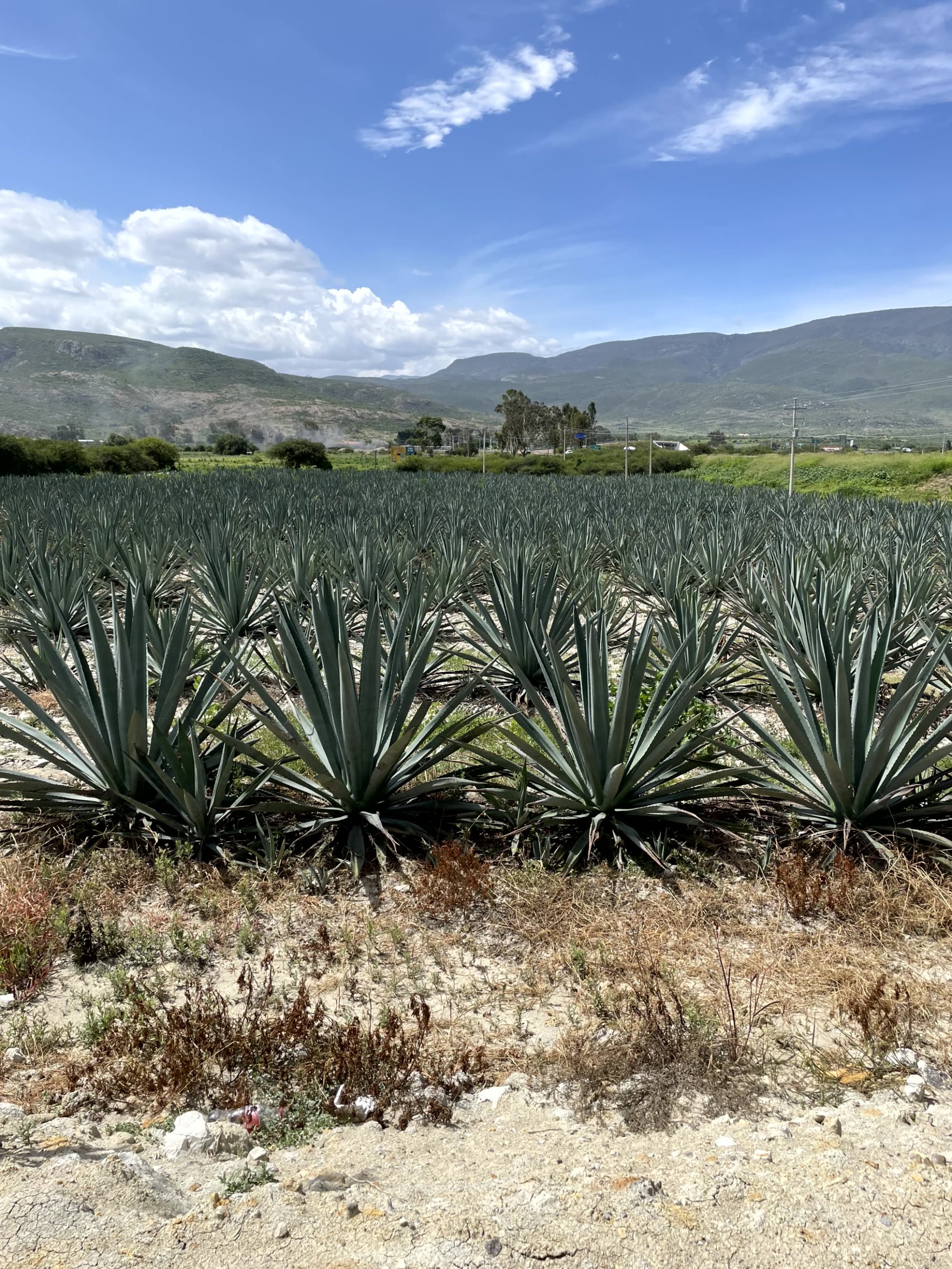 Oaxaca: Authentic Flavors and Cultural Treasures