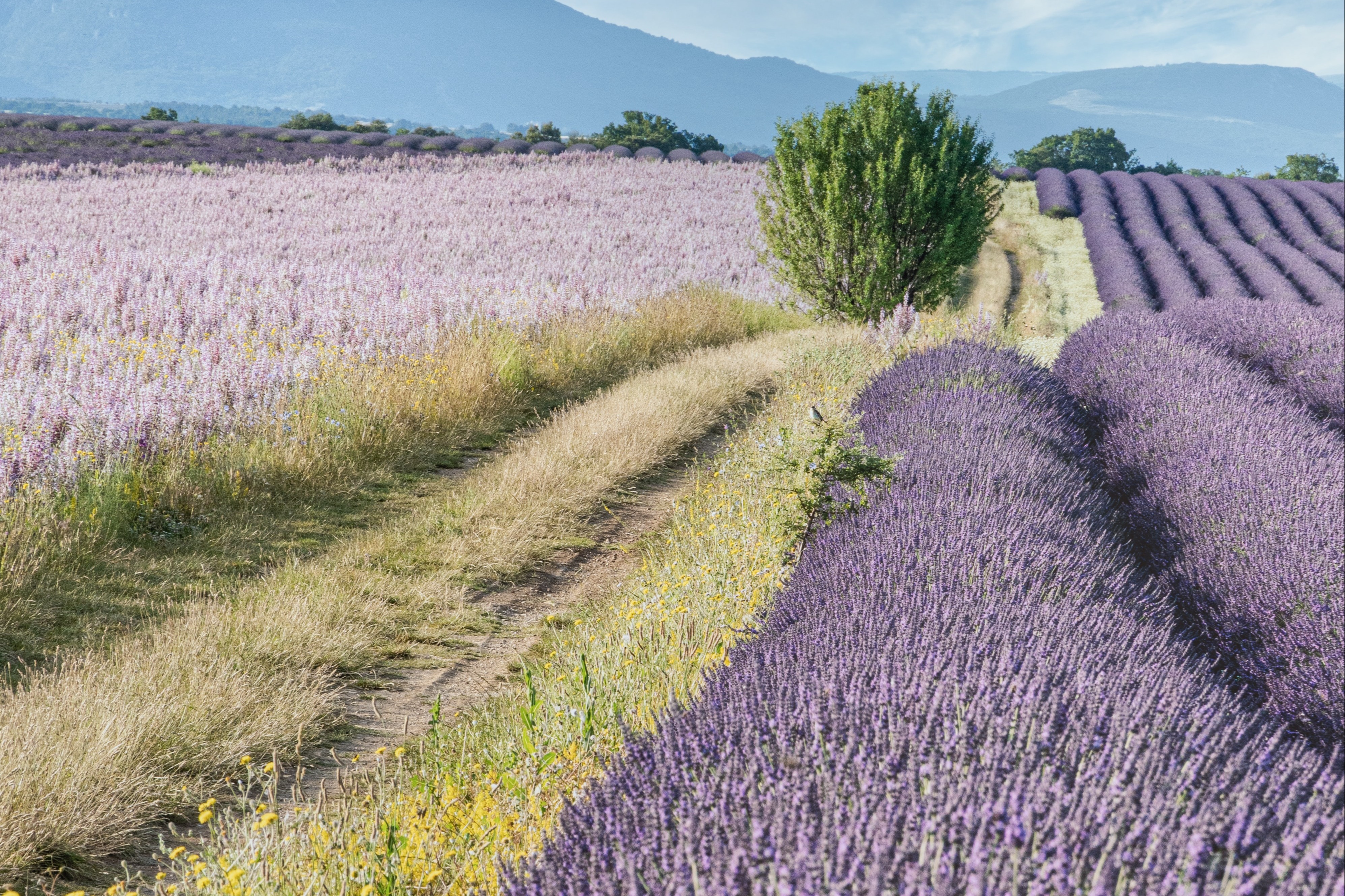 Long Weekend Road Trip through Provence