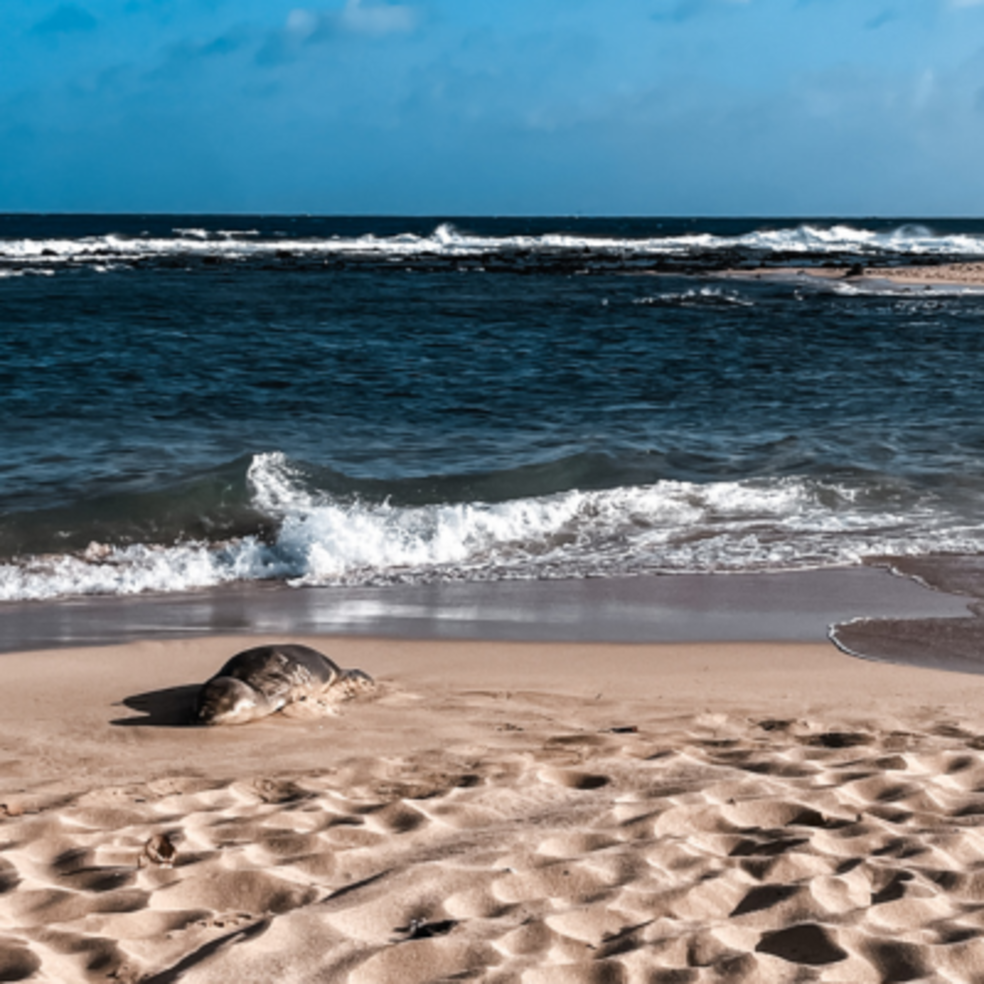 Wild Hawai'i: Natural Animal Encounters Around the Islands