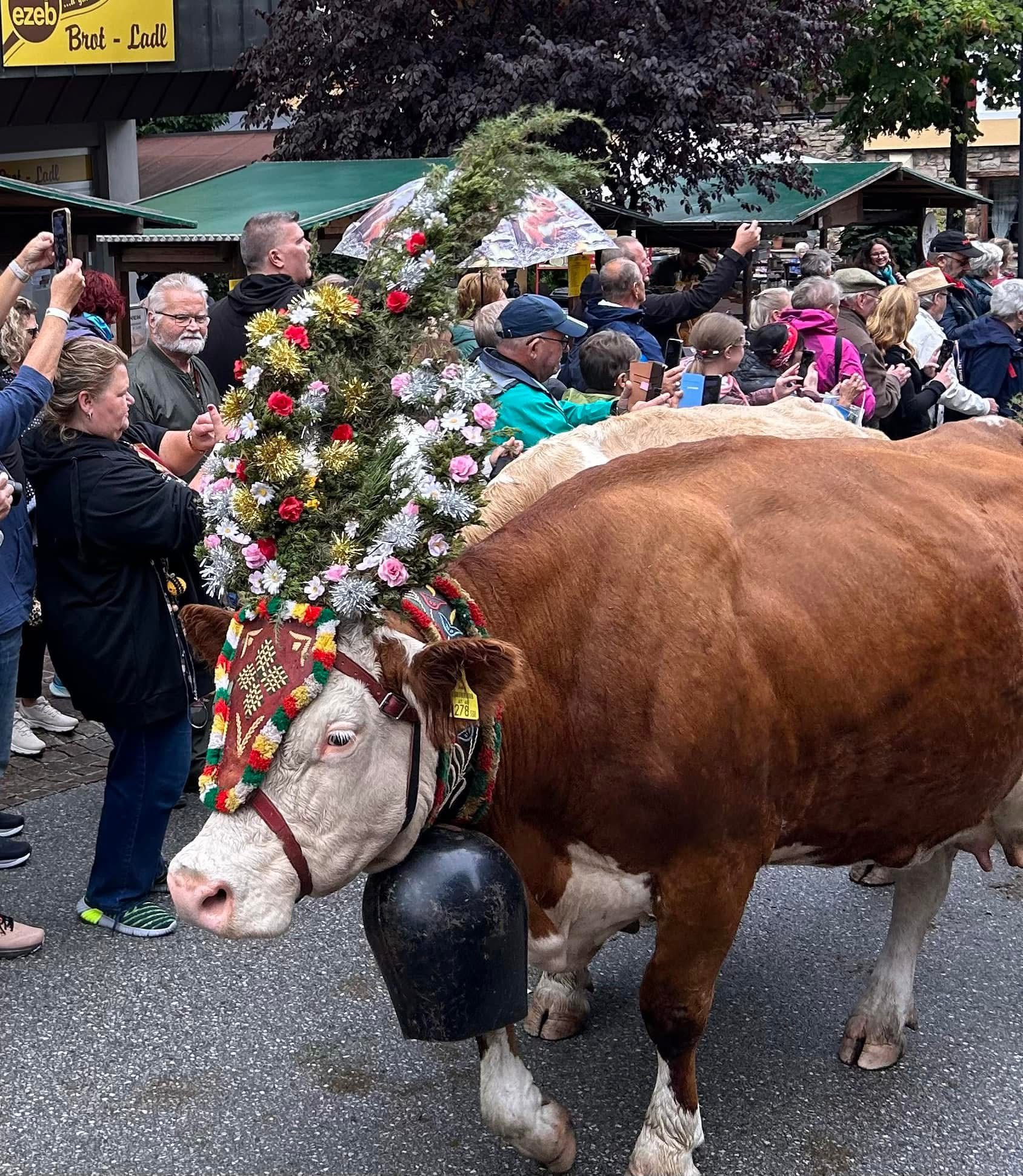 Experiencing the Almabtrieb in Tyrol: When the Cows Come Home!