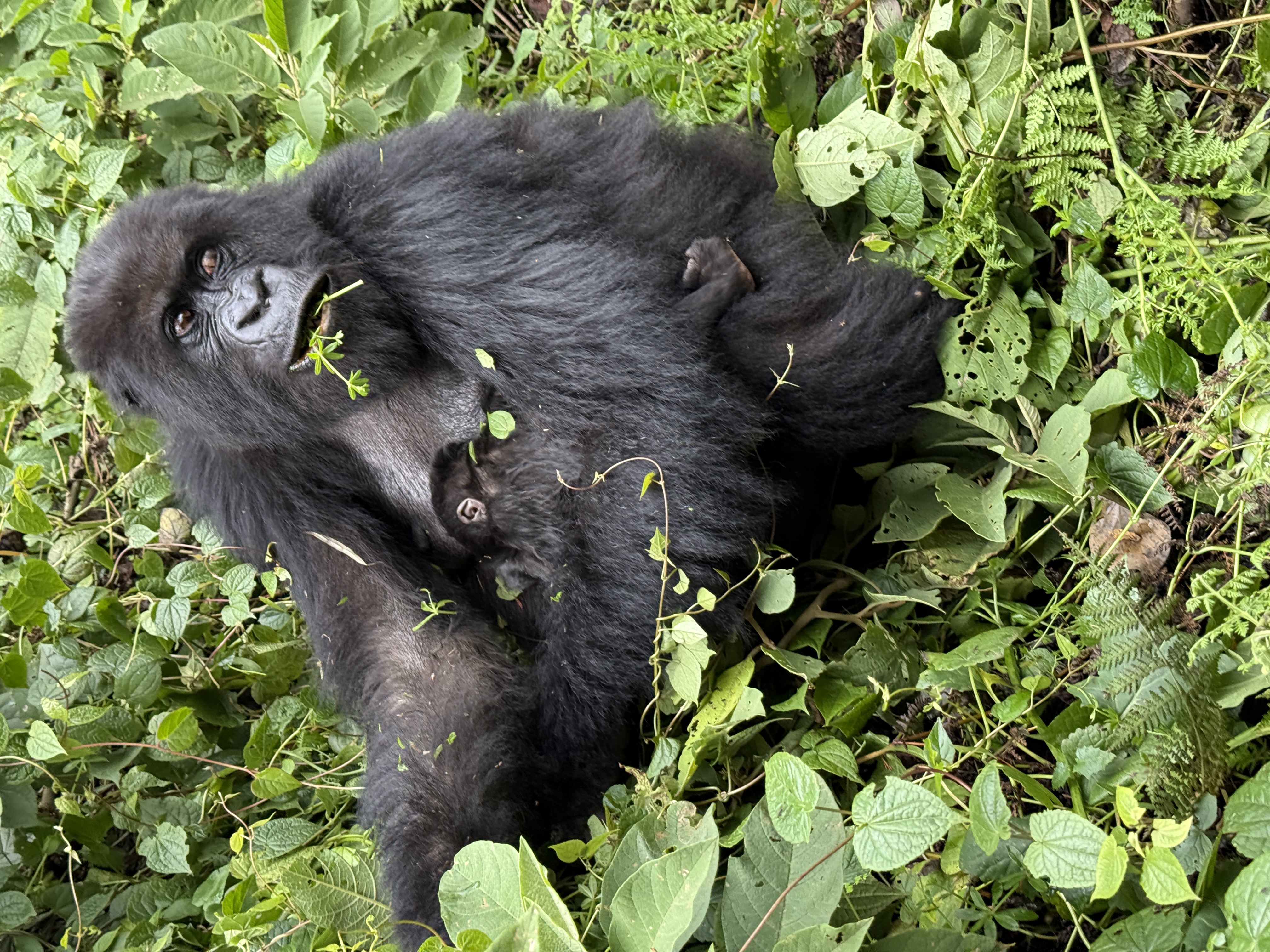 Rwanda: Kigali and Volcanoes National Park History, People & Gorilla ...