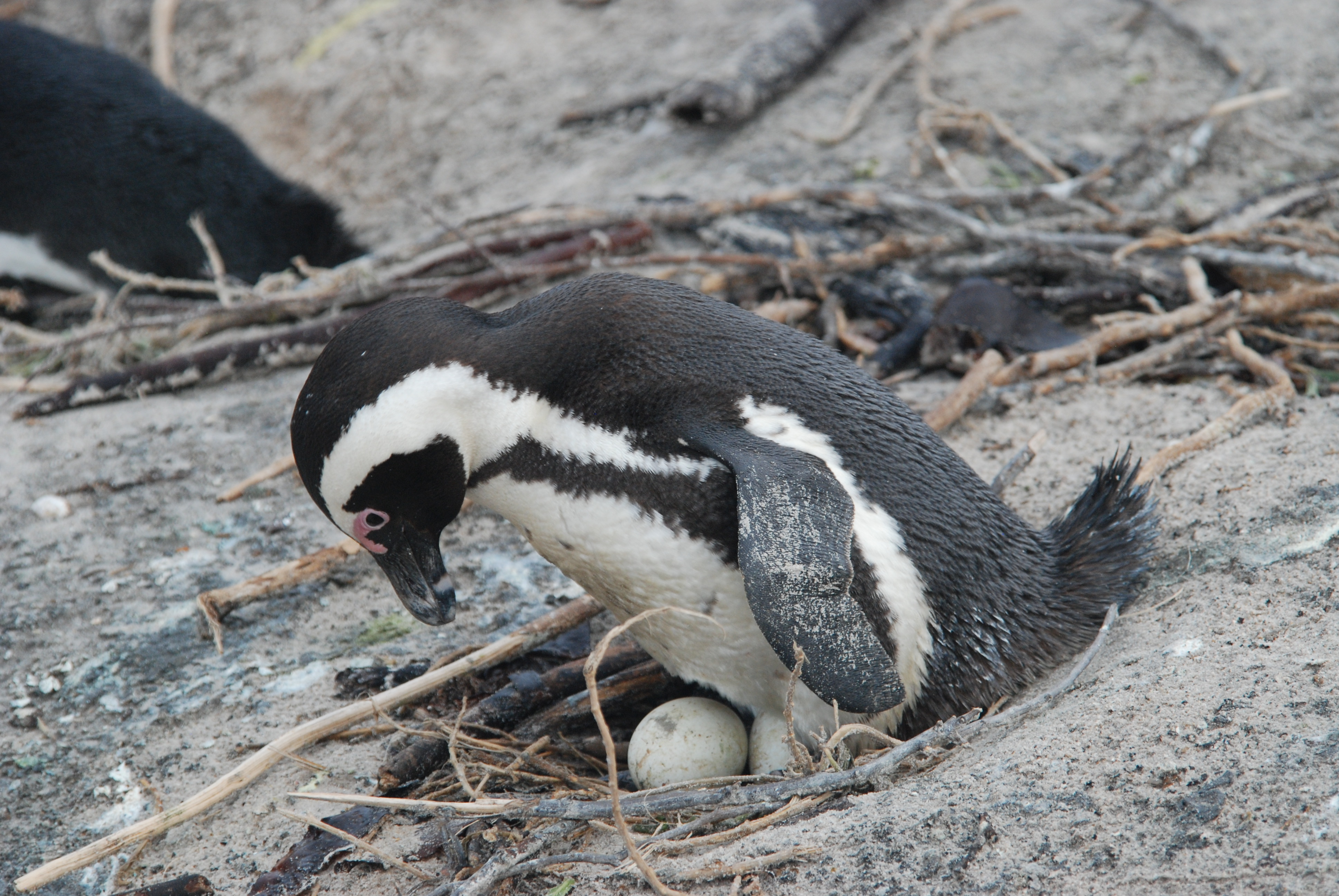 Cape Town: Boulders Beach Penguins & the Breathtaking Cape of Good Hope ...